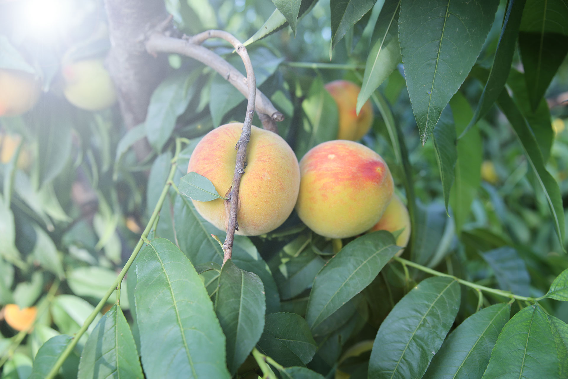 Inicio - Melocotón de Cieza - Murcia